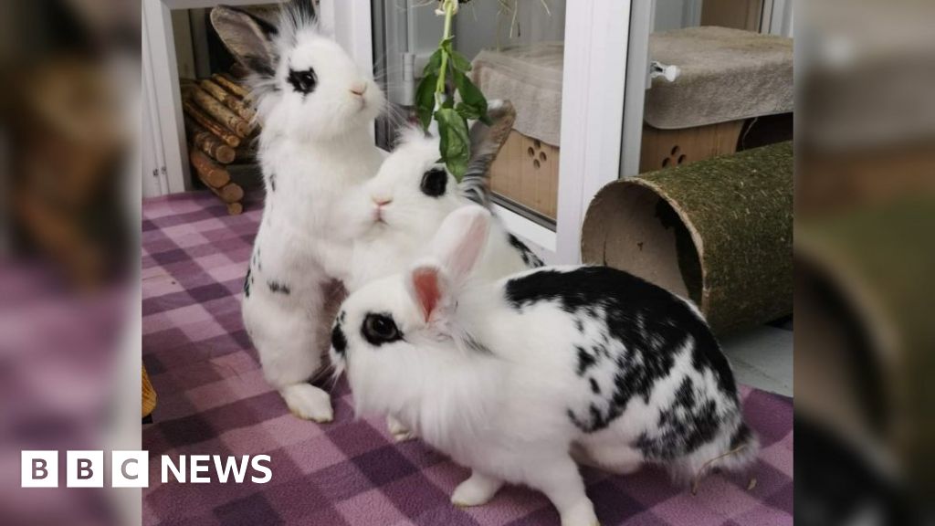 Worcestershire RSPCA sees increase in abandoned rabbits - BBC News