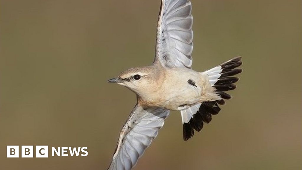 Rare Gobi Desert bird visits Devon and Cornwall - BBC News