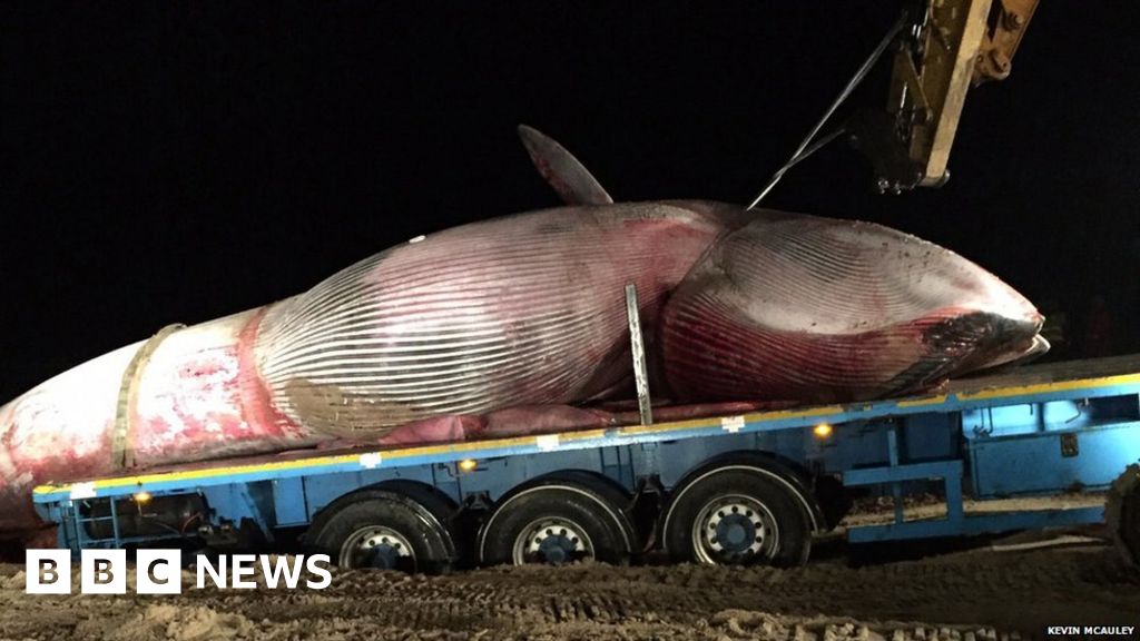 Fin whale removed from Portstewart beach - BBC News