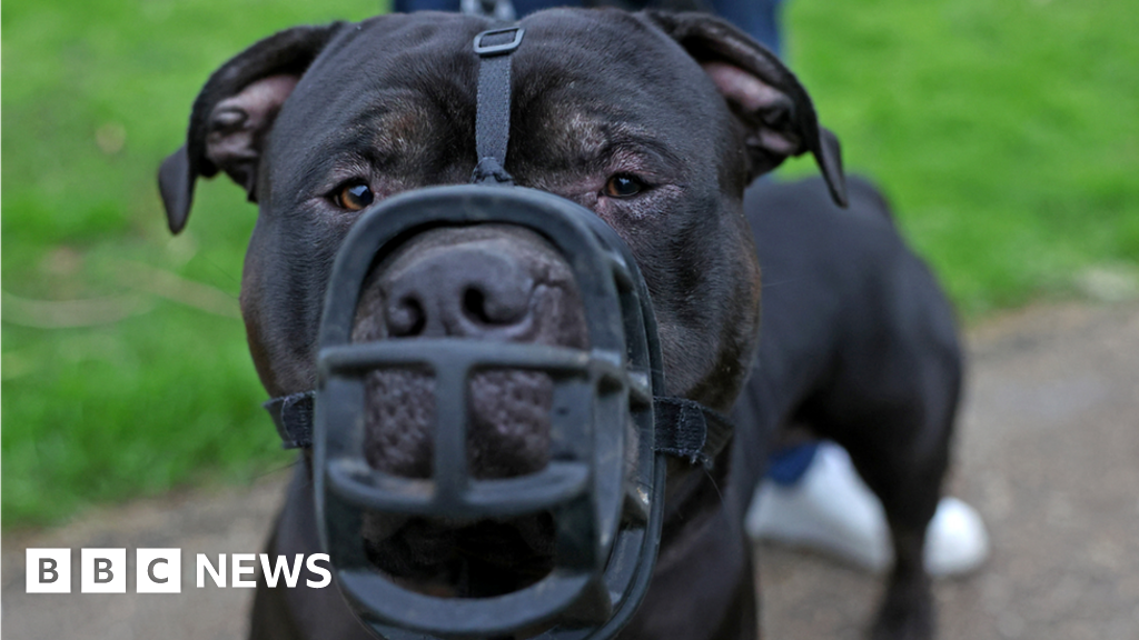 Pet shops struggling to stock XL bully muzzles - BBC News
