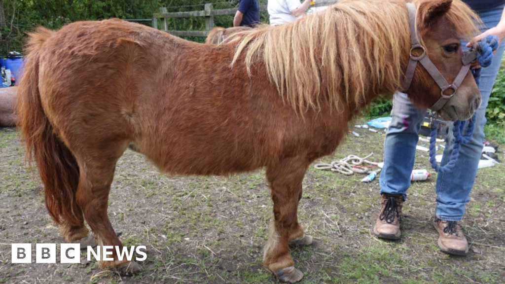 Ex-Doncaster teacher jailed for neglecting Shetland ponies - BBC News