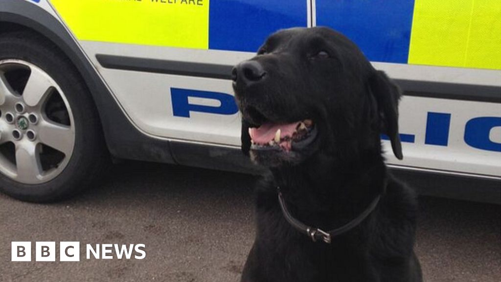 Cambridgeshire police dog's career saved by cataract operation - BBC News