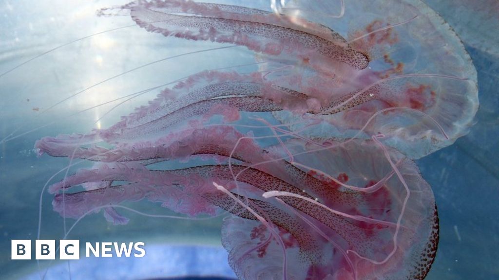 Invasion of the jellyfish: Is it time to get frying?