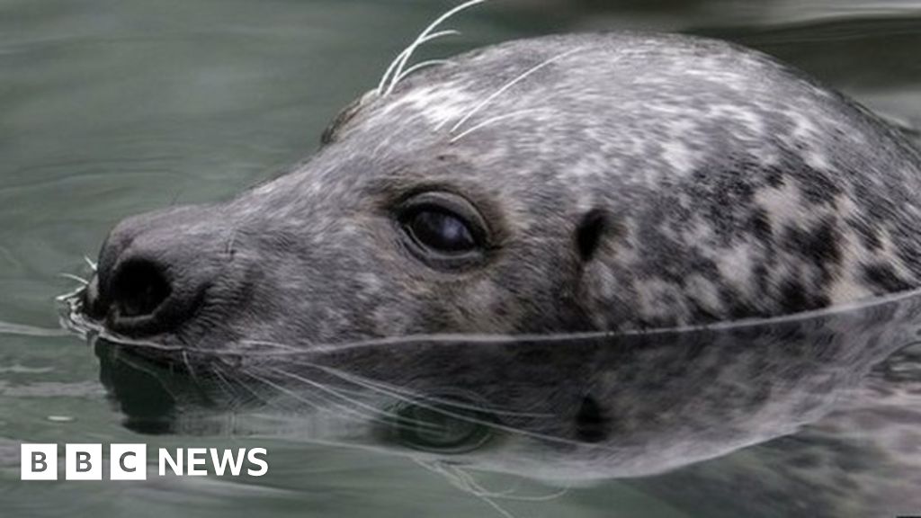 Campaigners welcome ruling on seal shooting disclosure - BBC News