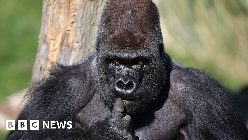 The ape escape - BBC News