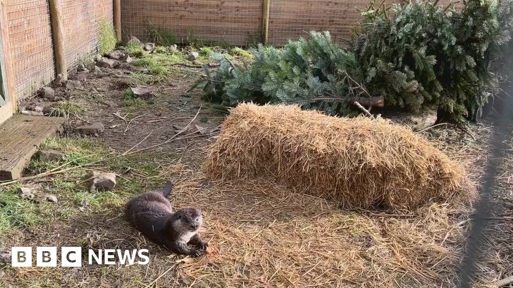 Otters return to Devon home after flooding - BBC News