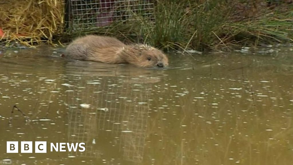 Beavers released on Hampshire Ewhurst estate - BBC News