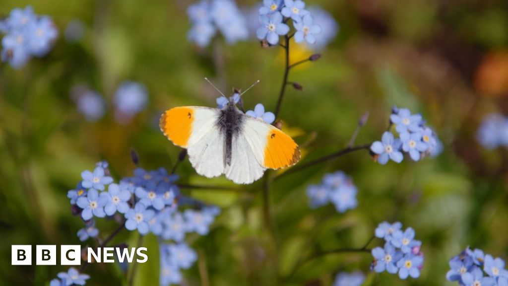 Big Butterfly Count Ni Public Urged Track Population