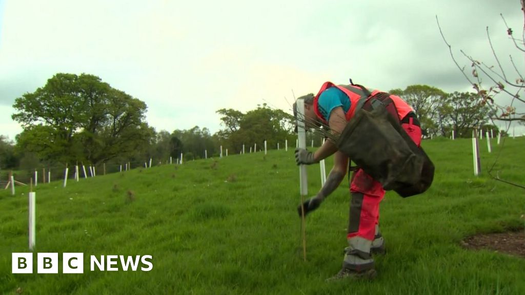 Tree planting 'must triple to hit environment aims' - BBC News