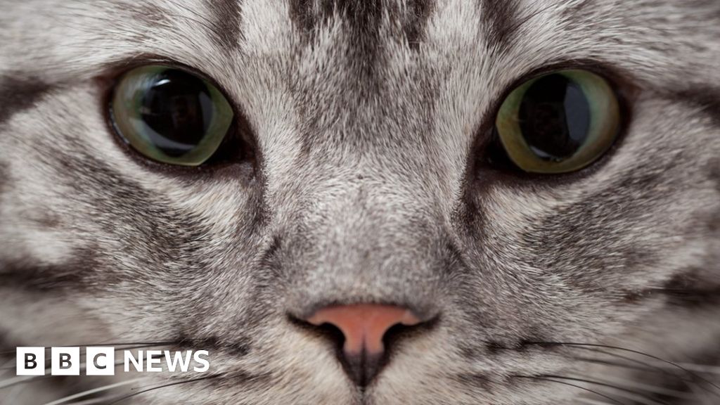 Why people are responding to the Spanish attacks with cat photos - BBC News