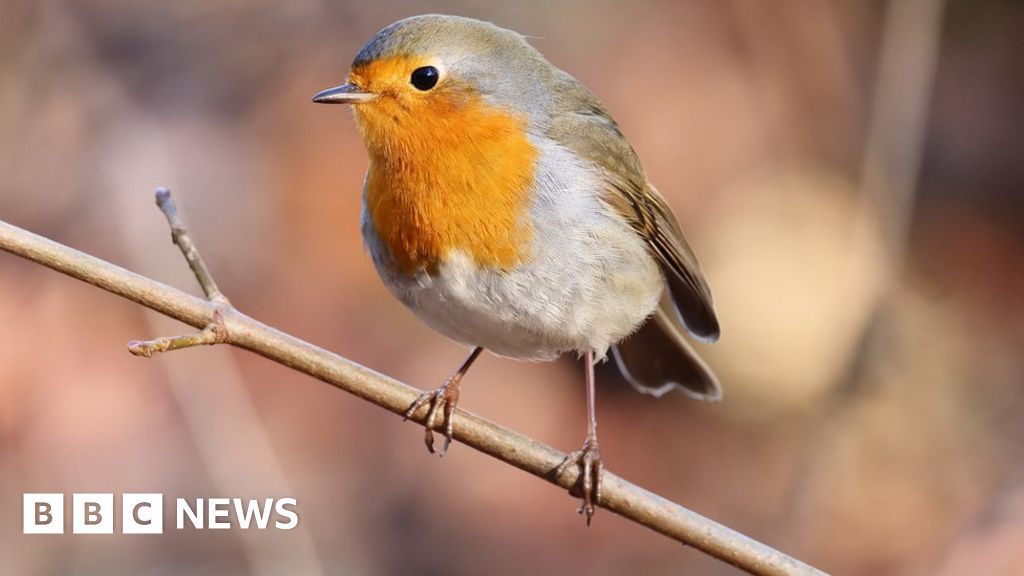 Nesting robin delights homeware store shoppers - BBC News