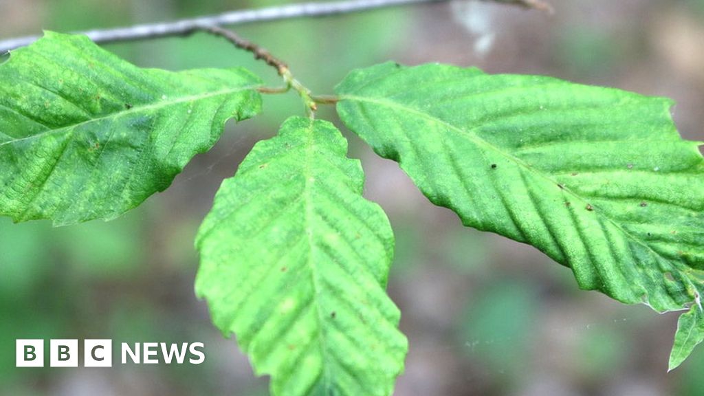 Mystery disease killing beech trees - BBC News