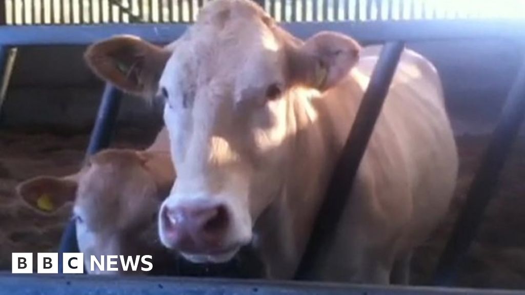 Farming couple 'shoddily treated' as prize cow shot over TB - BBC News