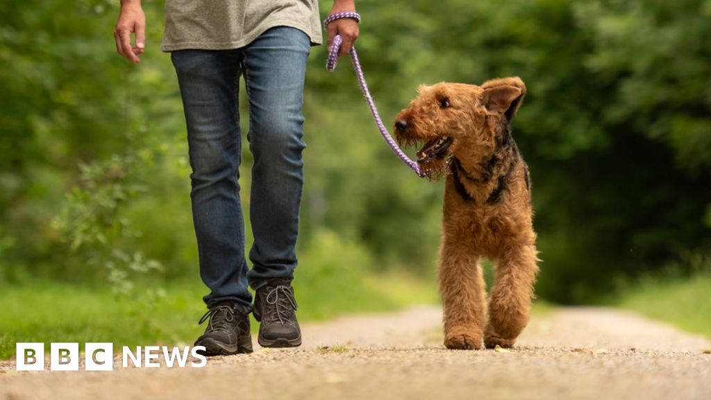 Coronavirus: Dogs from virus homes 'should be on a lead'
