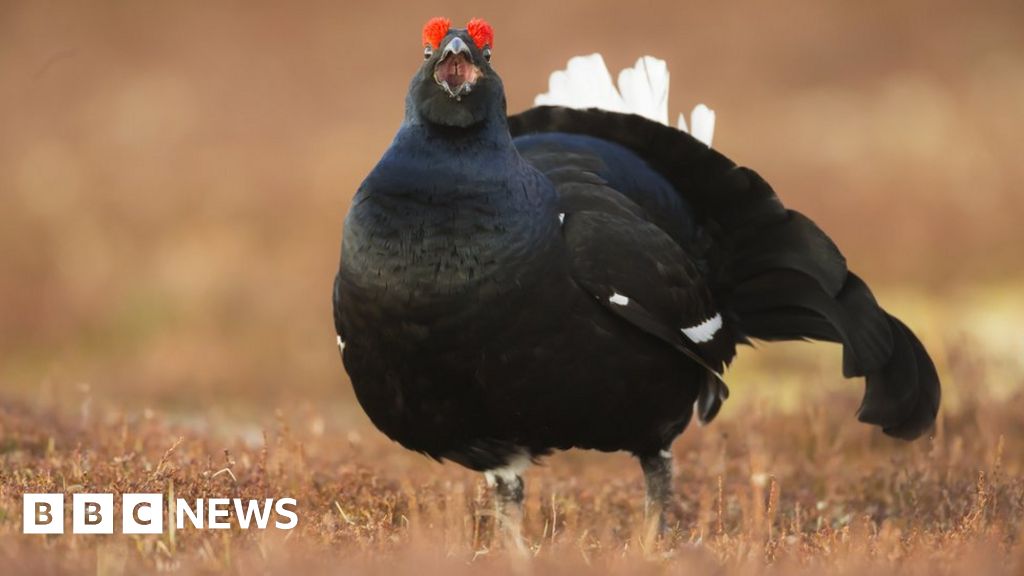 Black grouse site cleared to help mating ritual
