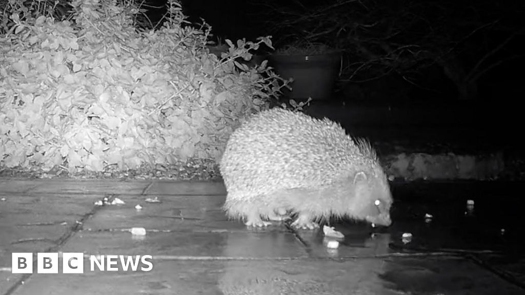 Three-legged hedgehog uses nose to balance - BBC News