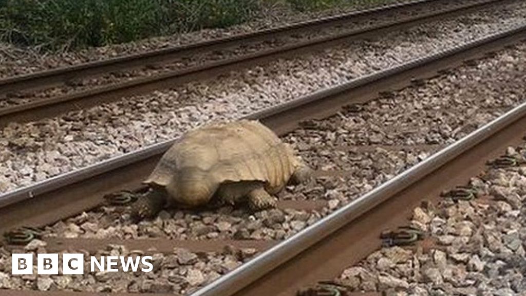 Giant tortoise found on Norwich railway safe and well - BBC News