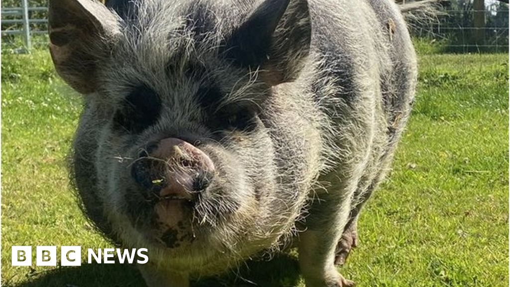 Pet Kunekune pig killed in Storridge in suspected meat heist