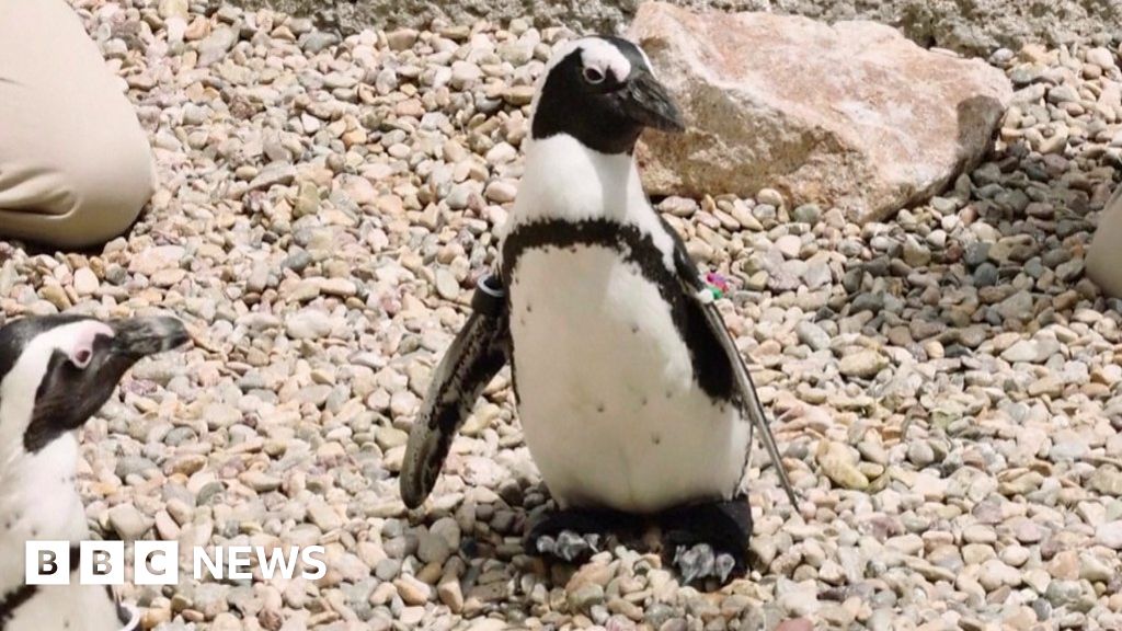 A penguin in California is getting new orthopaedic boots - BBC News