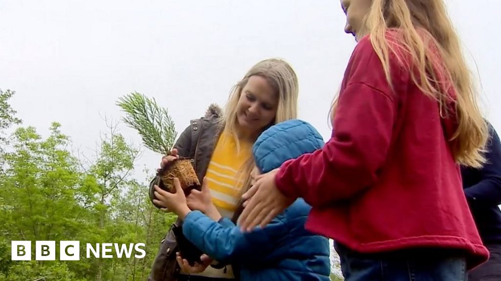 Environment: People share stories behind tree planting