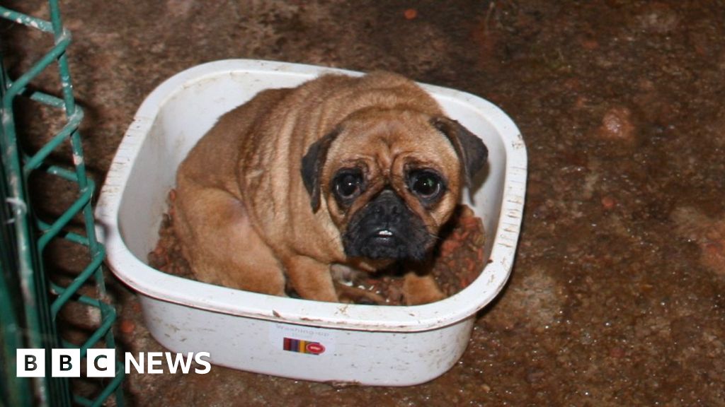Bolton breeder kept dogs in 'horrendous' conditions - BBC News