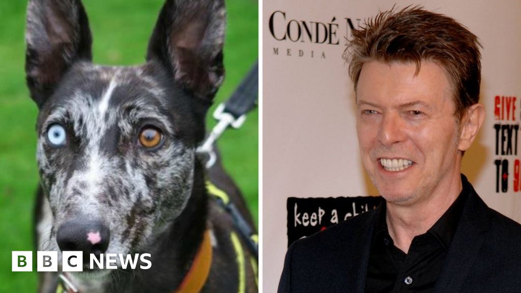 Dog named after David Bowie finds new home after appeal - BBC News