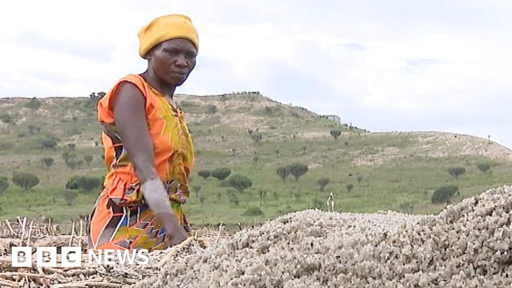 Salt-mining in Uganda: ‘We use superglue to cover our wounds’ - BBC News