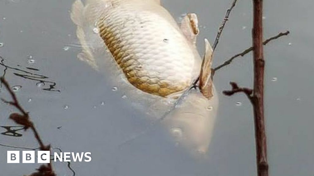 'Horrid smell' at Berkshire nature caused by 100 dead fish - BBC News