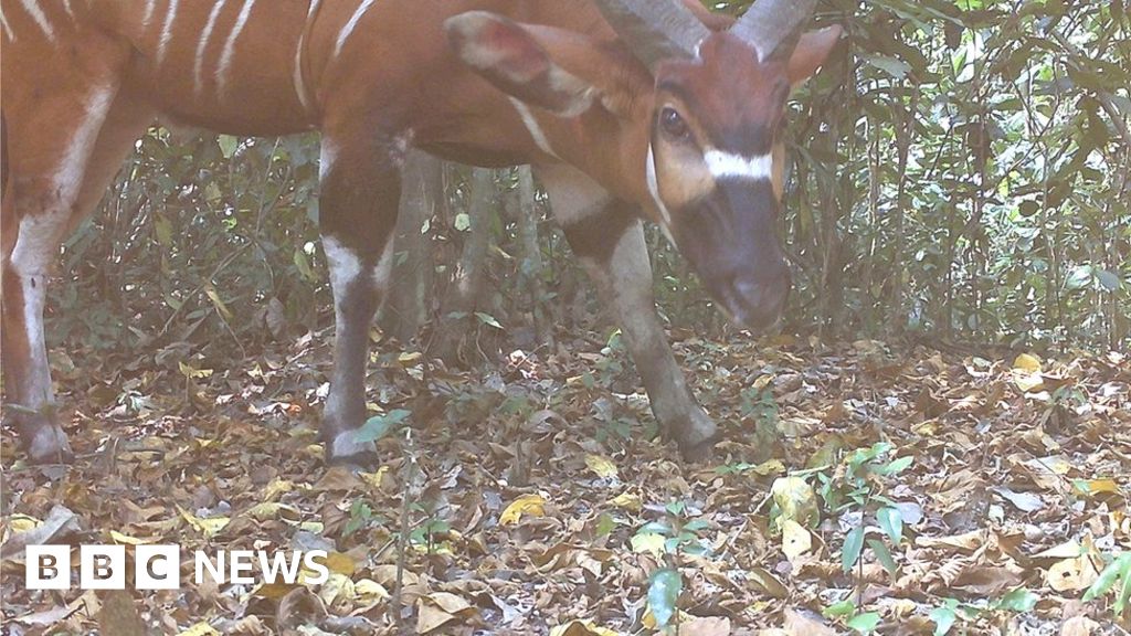 Secret life of rare antelope revealed - BBC News