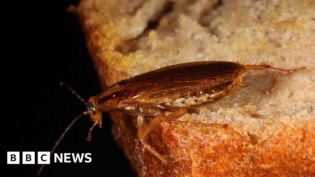 Cockroaches and rat droppings found in Birmingham food outlets