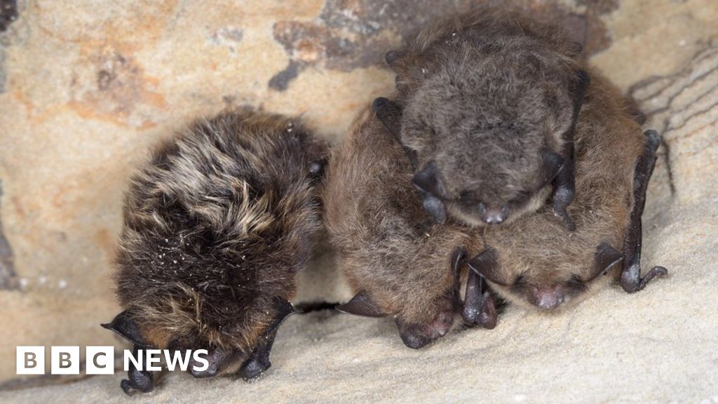 Hibernating bats delay new Devon police station - BBC News