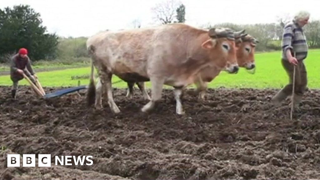 Fancy a French farm for free? - BBC News