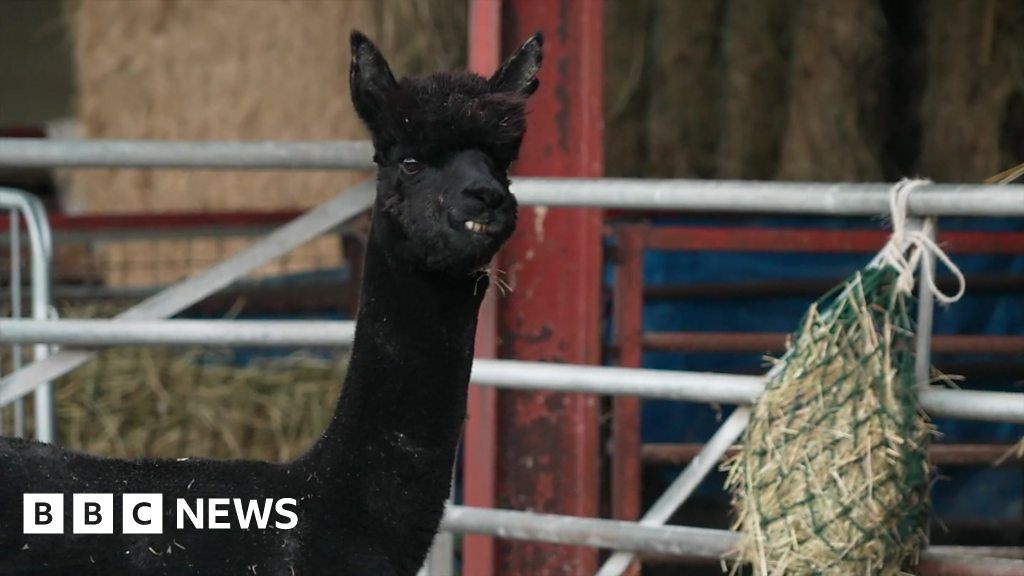 Owner's plea to spare alpaca Geronimo
