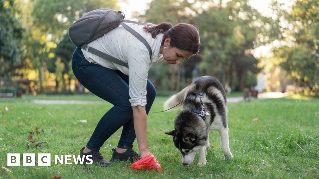 Dog poo fines top £25k in Rhondda Cynon Taf