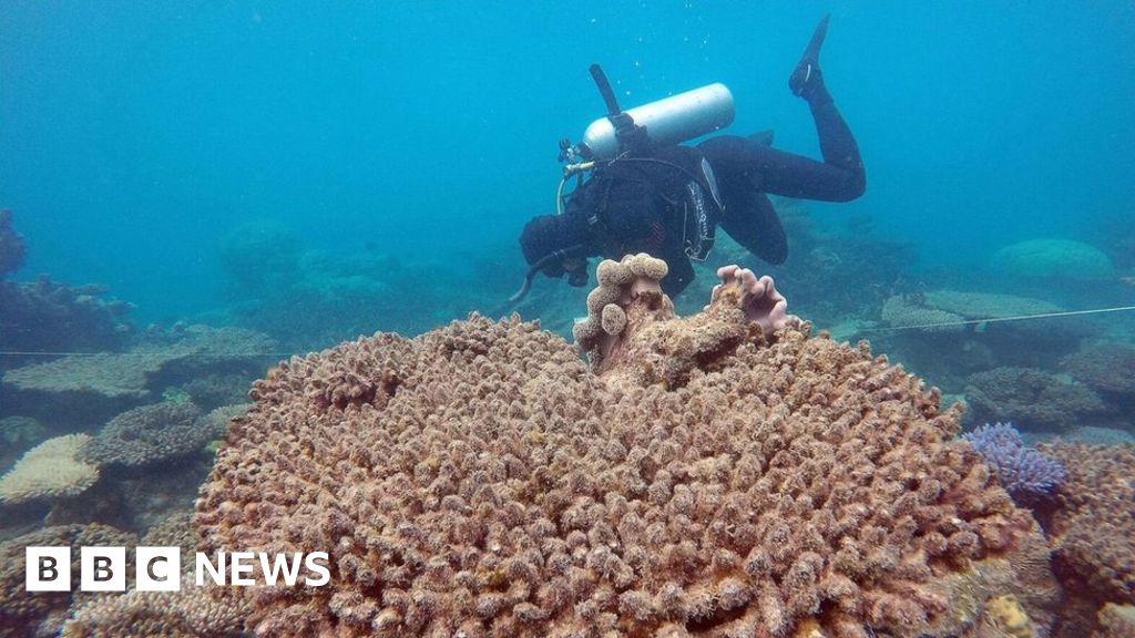 Great Barrier Reef suffered worst bleaching on record in 2016, report ...