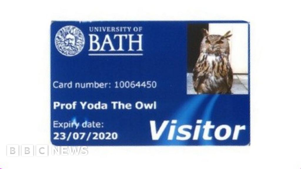University of Bath gull-scaring Eagle Owl given library card - BBC News