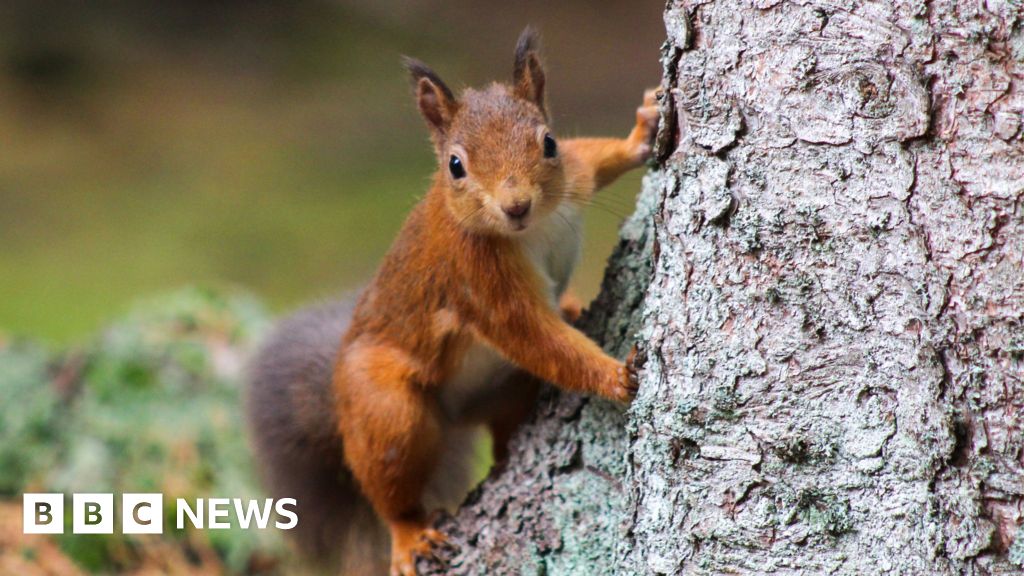 Ministry of Defence winning Kirkcudbright red squirrel battle