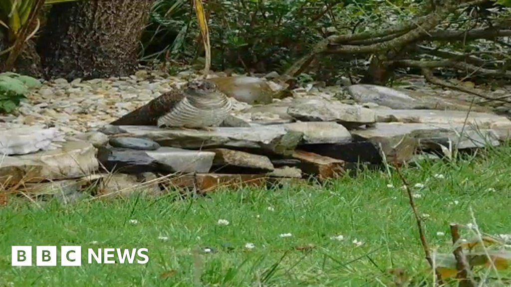 Robin shares food with cuckoo