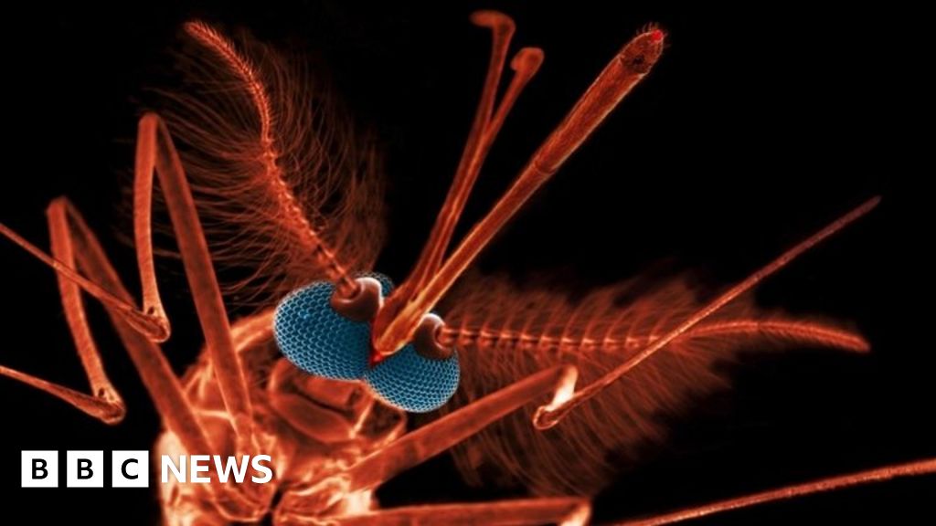 Ted 2017: Frugal scientist offers malaria tools - BBC News