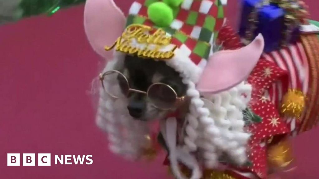 Peru dogs get in the festive spirit during fashion show - BBC News