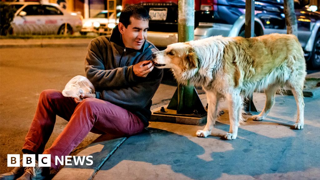 Like a dog with a bone: The Bolivian helping strays - BBC News