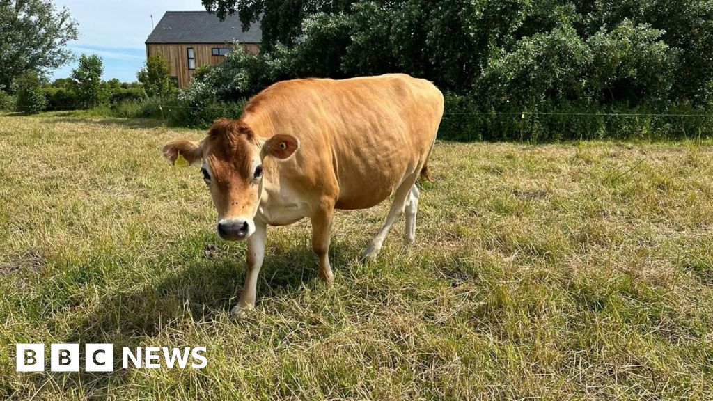 Man riding Jersey cow 'unacceptable and shocking', farmer says - BBC News
