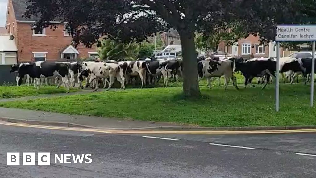 Wrexham: Runaway cows dent cars in Rhostyllen village - BBC News