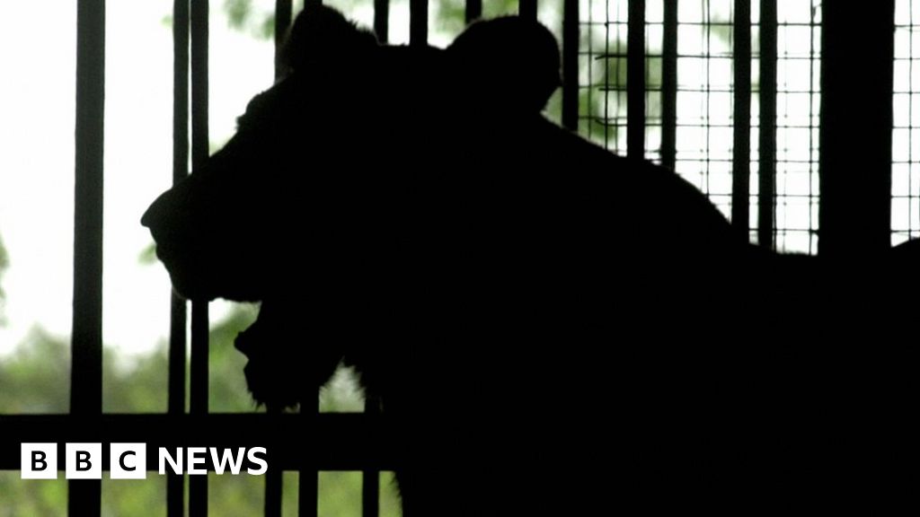 Nigeria lion shot dead after escaping from zoo - BBC News