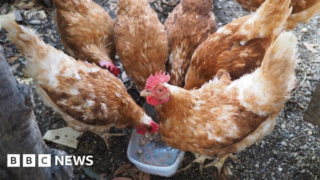 Avian flu: Poultry restrictions to end on Monday - BBC News