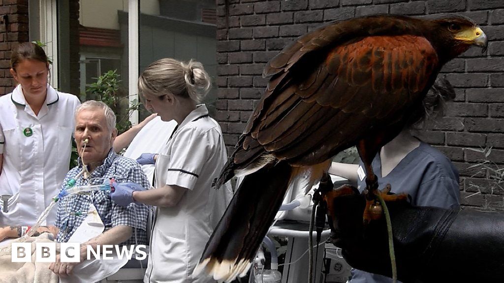 Bird of prey lifts intensive care patient's spirits