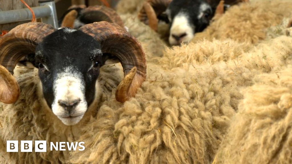 New tracking technology battles sheep rustling in Scottish farms