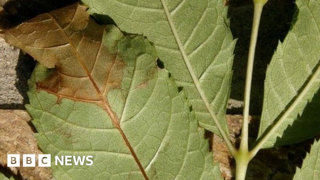 Ash dieback 'resistant' tree named Betty found in Norfolk - BBC News