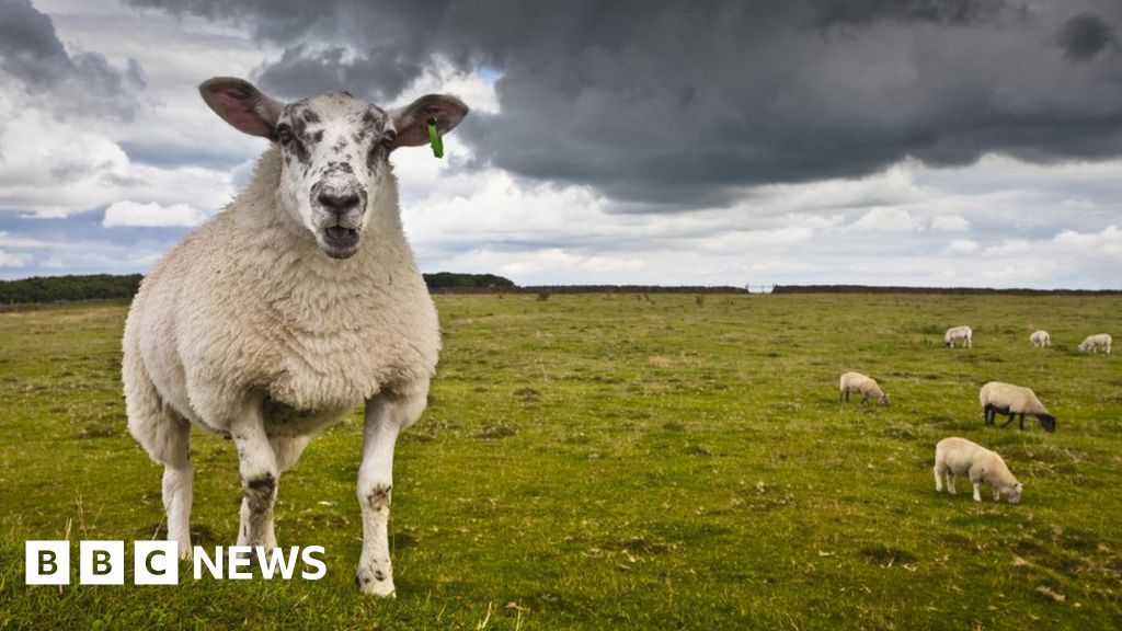 Lambs and sheep 'butchered' in attacks in Northamptonshire - BBC News