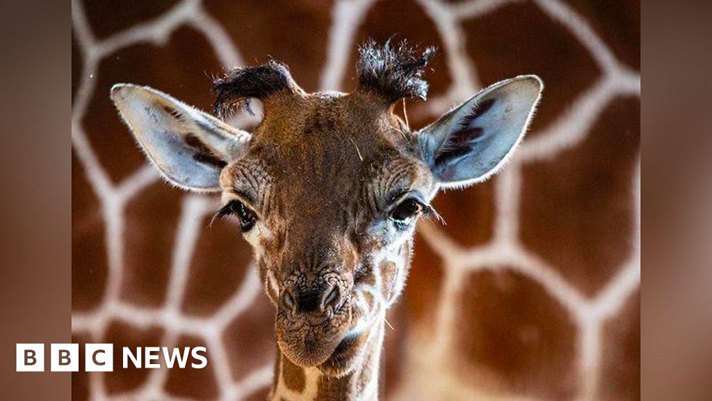 Photographer wants to be autistic 'role model' - BBC News